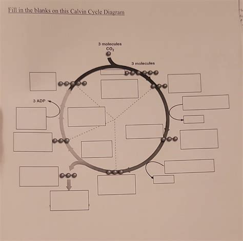 Solved Fill In The Blanks On This Calvin Cycle Diagram