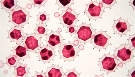 Understanding Peripheral Blood Mononuclear Cells Pbmc