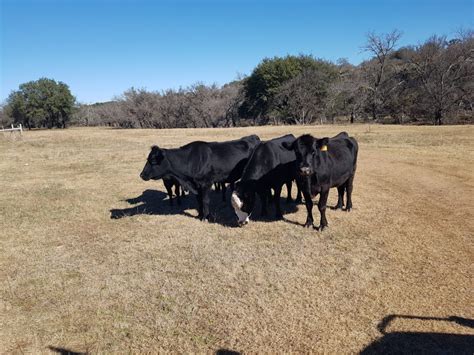 20190105113713 West Texas Livestock Growers