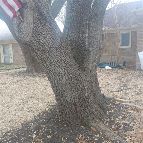 5 Best Tree Health Treatments For Maintaining Your Tree