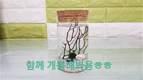 마리모를 키워용~ Youtube