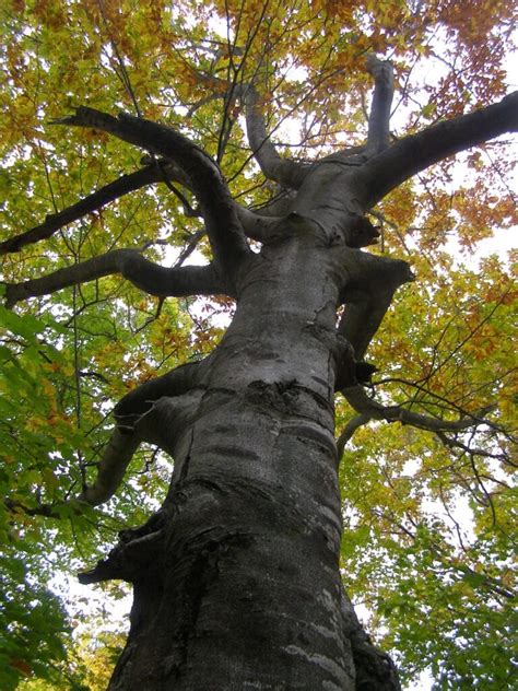 HEAT WAVE 2011 NOW We Get The Importance Of Trees Max S Greener Place