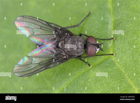 Spring Fly Phorbia Fumigata Synonym P Securis Live On Grasses