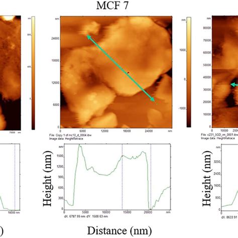 Height Mapping Of Mda Mb 231 Mcf 7 And Mcf 10a Cells Download
