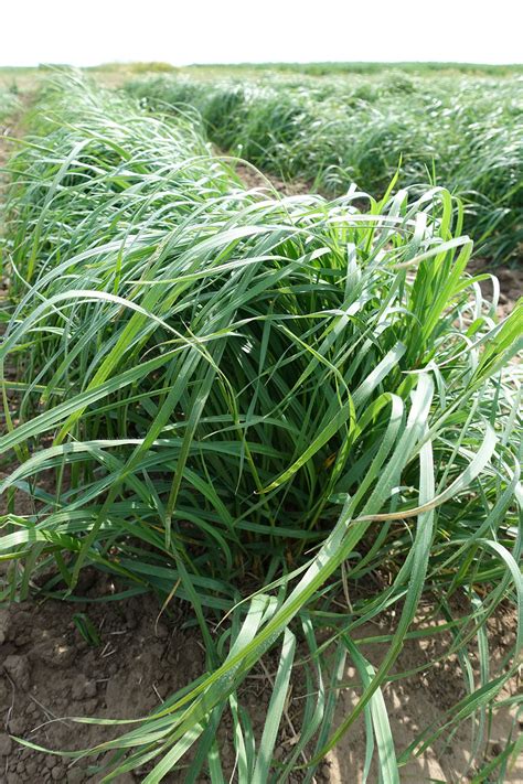 Meadow Bromegrass Forage U Pick