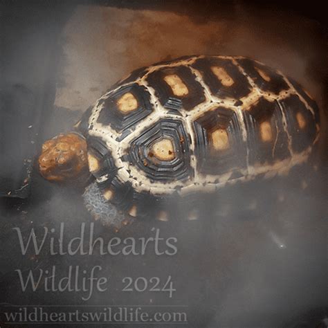 Tortoise Talk What Is Marbling And Is It Normal Wild Hearts Wild Life