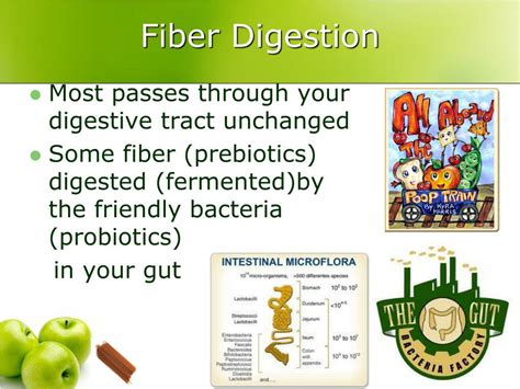 Dietary Fiber Digestion And Absorption At Roberto Mahoney Blog