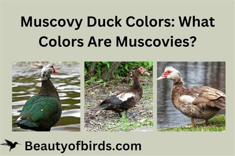 Muscovy Duck Colors What Colors Are Muscovies Earth Life