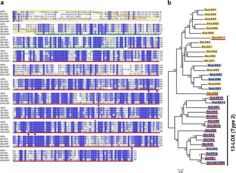 Multiple Alignment And Phylogenetic Analysis Of Loxs A Multiple