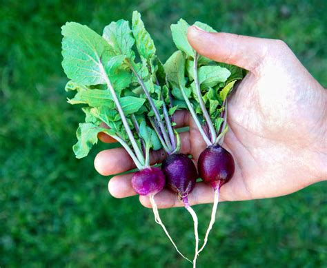 Different Types Of Radish Radish Benefits