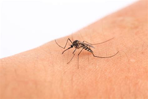 17 Cas De Dengue Et De Chikungunya Dans Le Sud De La France Buzz Comptoir