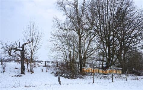 Bee Hive In Winter Bee Breeding Apis Mellifera Stock Image Image Of