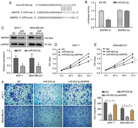 Mir 653 5p Inhibits Cell Proliferation And Migration In Breast Cancer