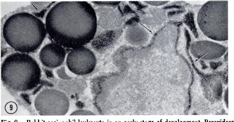 Figure 1 From Ultrastructural Localization Of Myeloperoxidase In Human