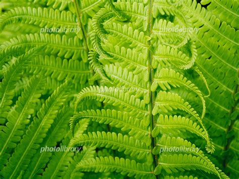 シダ植物 写真素材 4866088 フォトライブラリー photolibrary