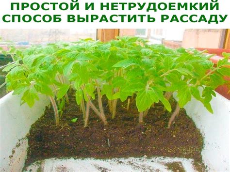 ПРОСТОЙ И НЕТРУДОЕМКИЙ СПОСОБ ВЫРАСТИТЬ РАССАДУ Сохраните, чтобы не ...
