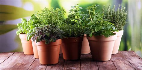 Planta de orégano y otras especias que puedes cultivar en casa Blog Cecinas Llanquihue