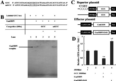 S Equence Specific Binding Activity Of Gmerf5 To The Gcc Box Element