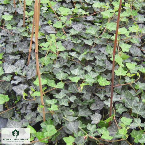 Hedera Helix Baumschule LvE