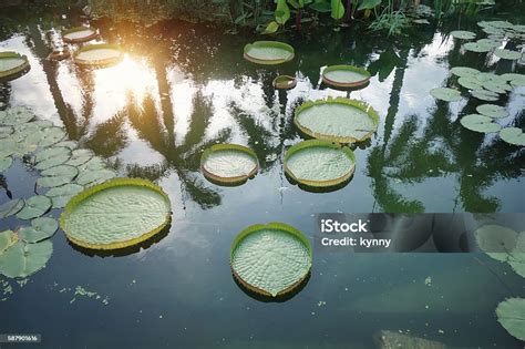 Hoa Sen Nổi Khổng Lồ Hoa Súng Khổng Lồ Amazon Victoria Amazonia Hình