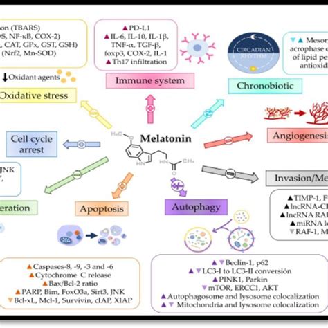 Biosynthesis Of Melatonin 2 Tryptophan Hydroxylase Tph Converts