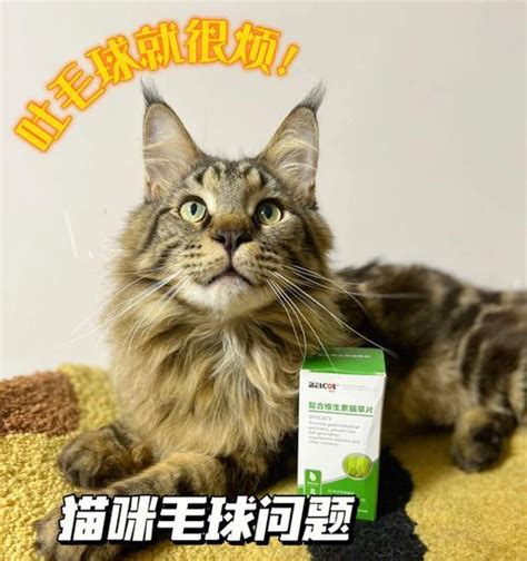 宠物猫受凉呕吐怎么办？（用什么药物治疗？——以宠物为主的诊疗指南）宠猫网
