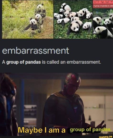 Embarrassment Da A Group Of Pandas Is Called An Embarrassment Maybe Am