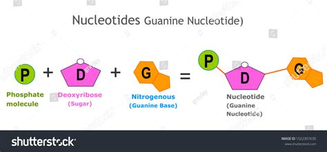 Guanine Nucleotide Anatomy Nucleotides A Royalty Free Stock Vector