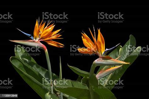 두 새의 낙원 천지 나무과 Strelitzia 블랙 배경에 고립 된 만개 한 크레인 꽃 0명에 대한 스톡 사진 및 기타 이미지