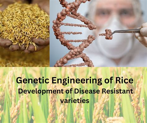 genetic engineering of rice there are various methods to enhance a