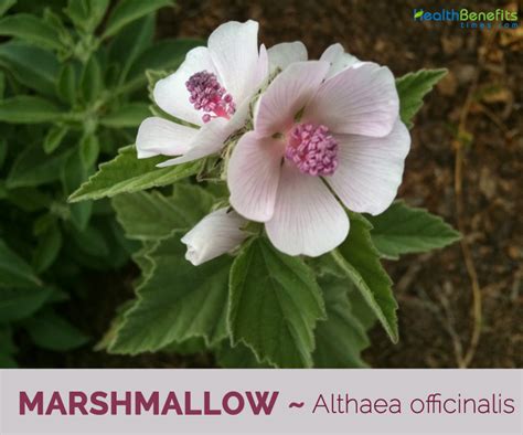 marshmallow facts and health benefits