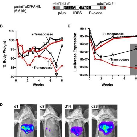 Large Cargo Capacity Tol2 Mediated Transposition In Human Cells A Download Scientific