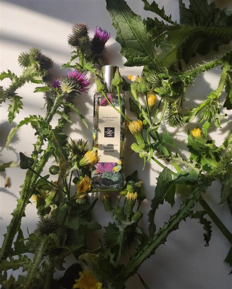 Melancholy Thistle Jo Malone London аромат — новый аромат для мужчин и