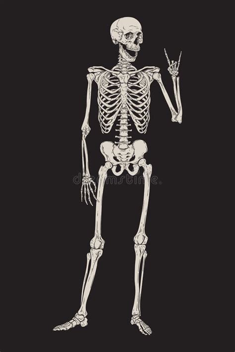 Human Skeleton Drawing Pose