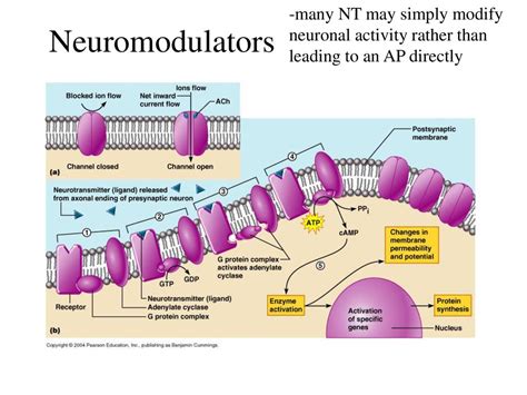 Misericordia University Ppt Download