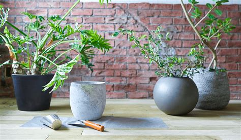 タイミングと土が大切！ 観葉植物の上手な植え替え方 お掃除用品・お掃除サービスのダスキン