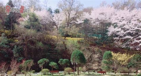 분당영덕여고의 봄바람 휘날리는 풍경