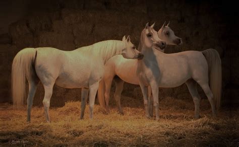 Arabianhorse Arabianhorses Arabianhorse Arabianhorses Stallion