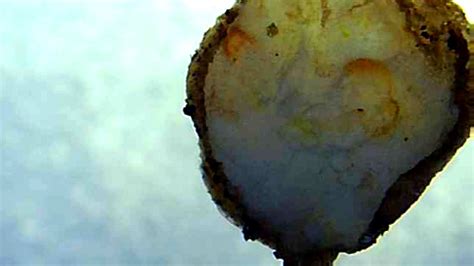 Dandelion Nodules And Nodule Cross Sections Under Magnification Free Photos On