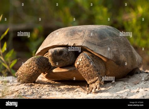 florida gopher tortoise gopherus polyphemus female georgia stock