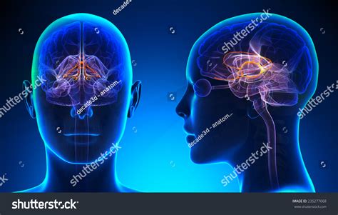 Limbic Images Stock Photos Vectors Shutterstock