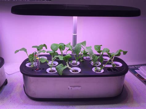 Bok Choi And Choi Sum Coming Along Nicely 🤌 R Hydroponics