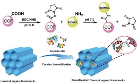 Covalently Immobilizing Biomolecules Into Cofs Adapted From Ref 44