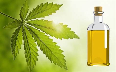 Neem Oil | Wheelbarrel Nursery