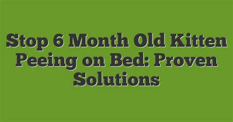 Stop 6 Month Old Kitten Peeing On Bed Proven Solutions