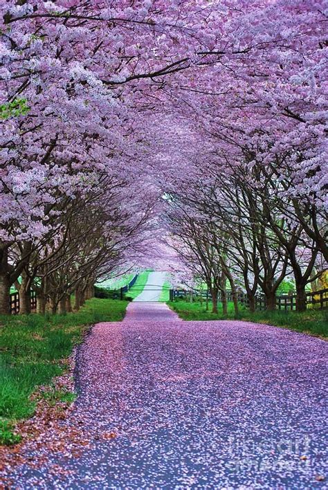 17 Best Images About Blooming Trees On Pinterest Spring Cherry Blossoms And Blossoms