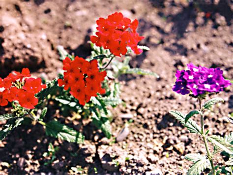 花の写真47～赤い小さな花の素材