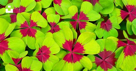 녹색과 빨간색 잎의 무리의 클로즈업 사진 Unsplash의 무료 식물 이미지