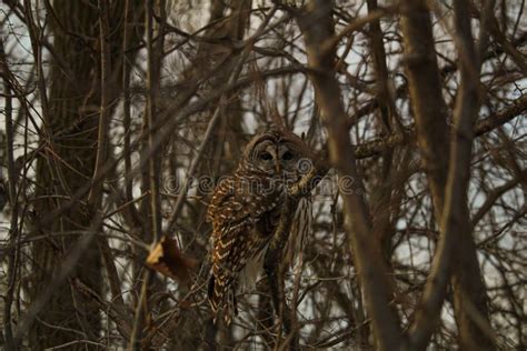 Closeup Shot Of Barred Owl Sitting On Naked Tree Branches And Looking