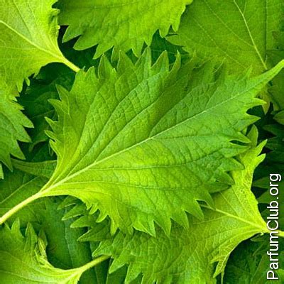 Шисо в парфюмерии: нота шисо (shiso) в духах и ароматах